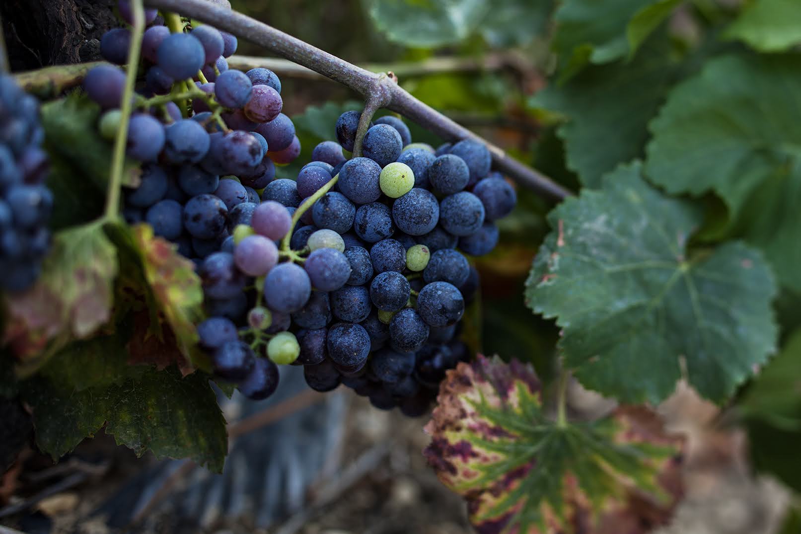 Burgundy Grapes – Kitchen Detail